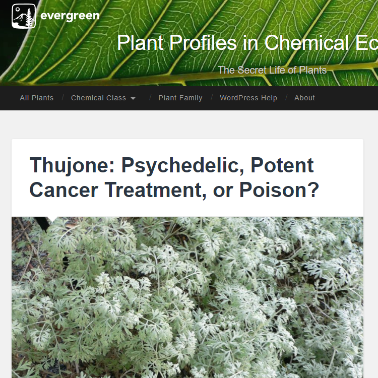 Thujone: Psychedelic, Potent Cancer Treatment, or Poison? - CODE