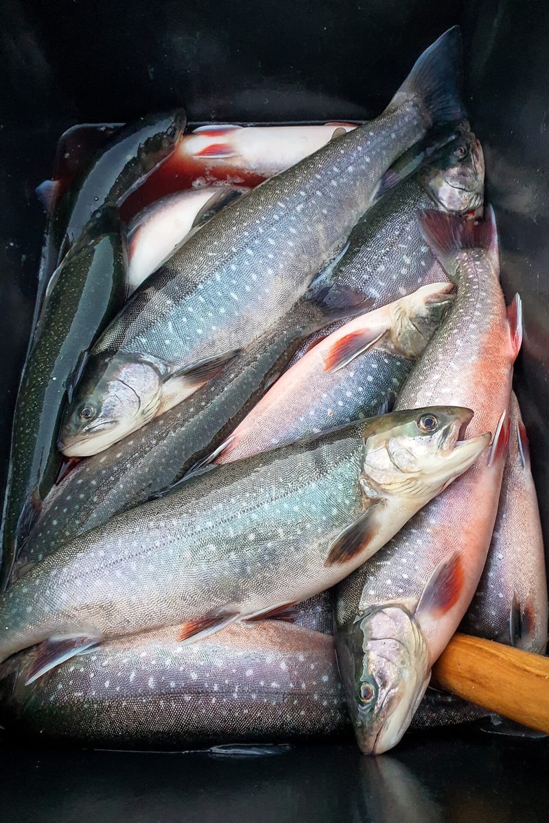 Lapla Fiske Storuman | Fiske i Svenska Lappland