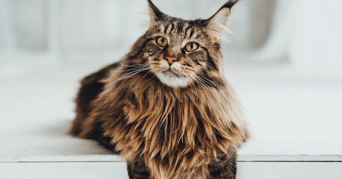 +9 Fakta dan Penjagaan Lengkap Kucing Maine Coon