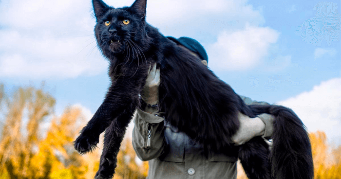 +9 Fakta dan Penjagaan Lengkap Kucing Maine Coon