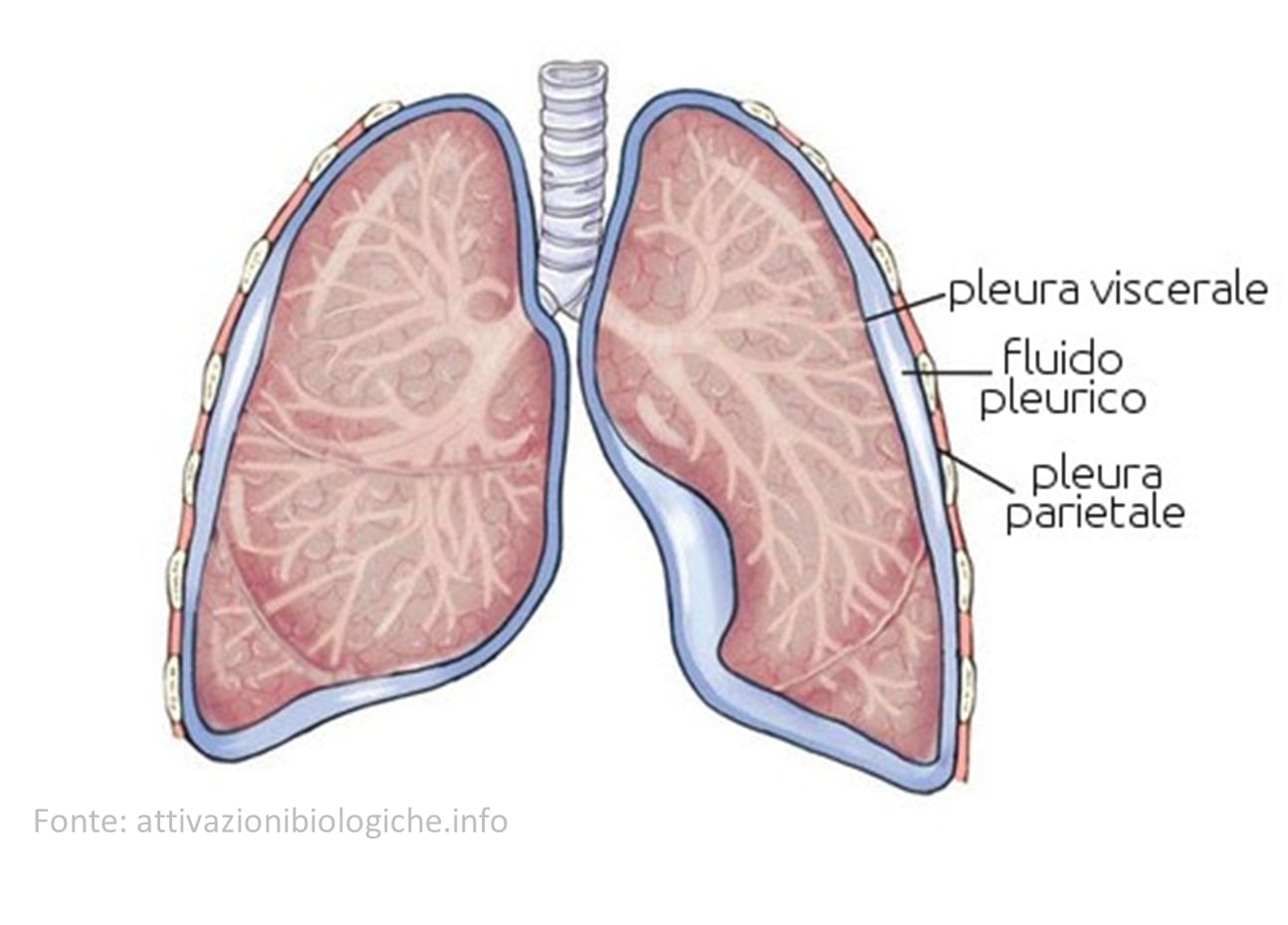 Mappa concettuale Apparato Respiratorio | Algor Education