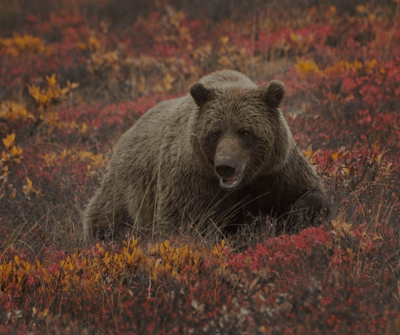 Finance 101: What is a Bear Steepener?