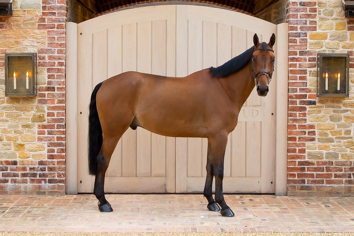 Horses - Pepper Jack (For sale)