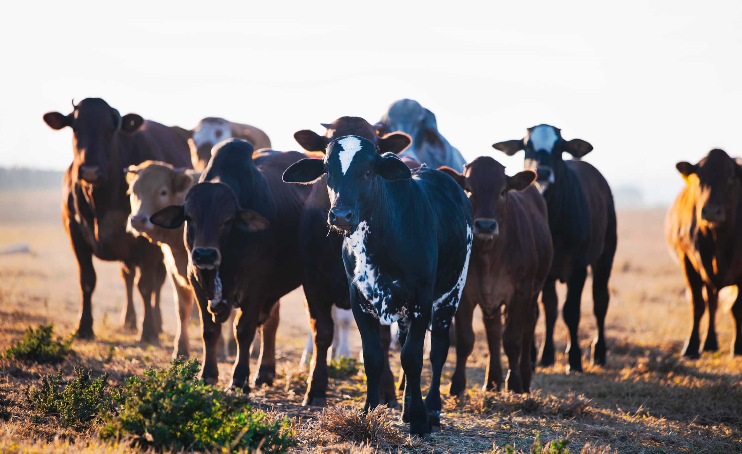 About Vencor Holdings | Quality Meat Suppliers