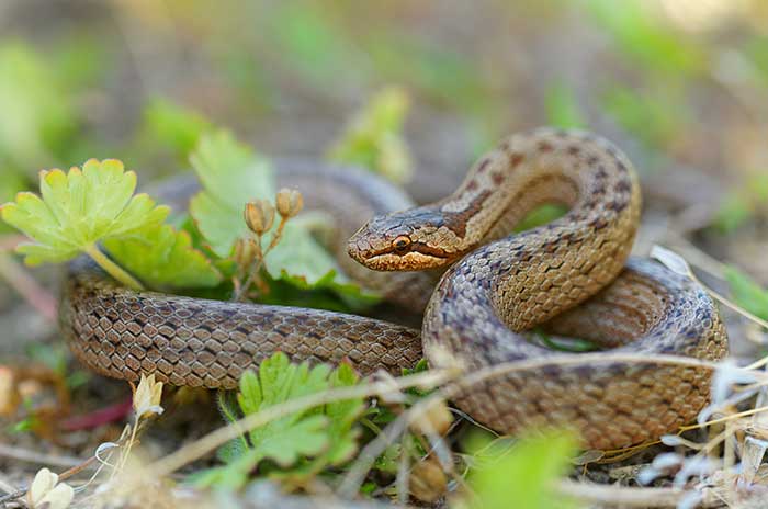 Great British Snakes - CotswoldXL Magazine