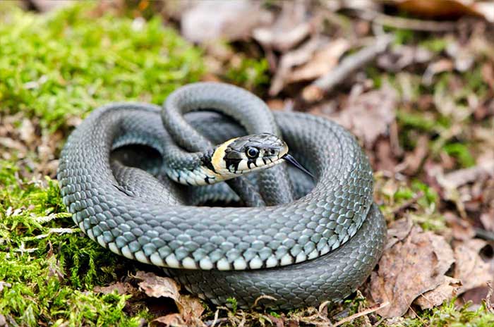 Great British Snakes - CotswoldXL Magazine