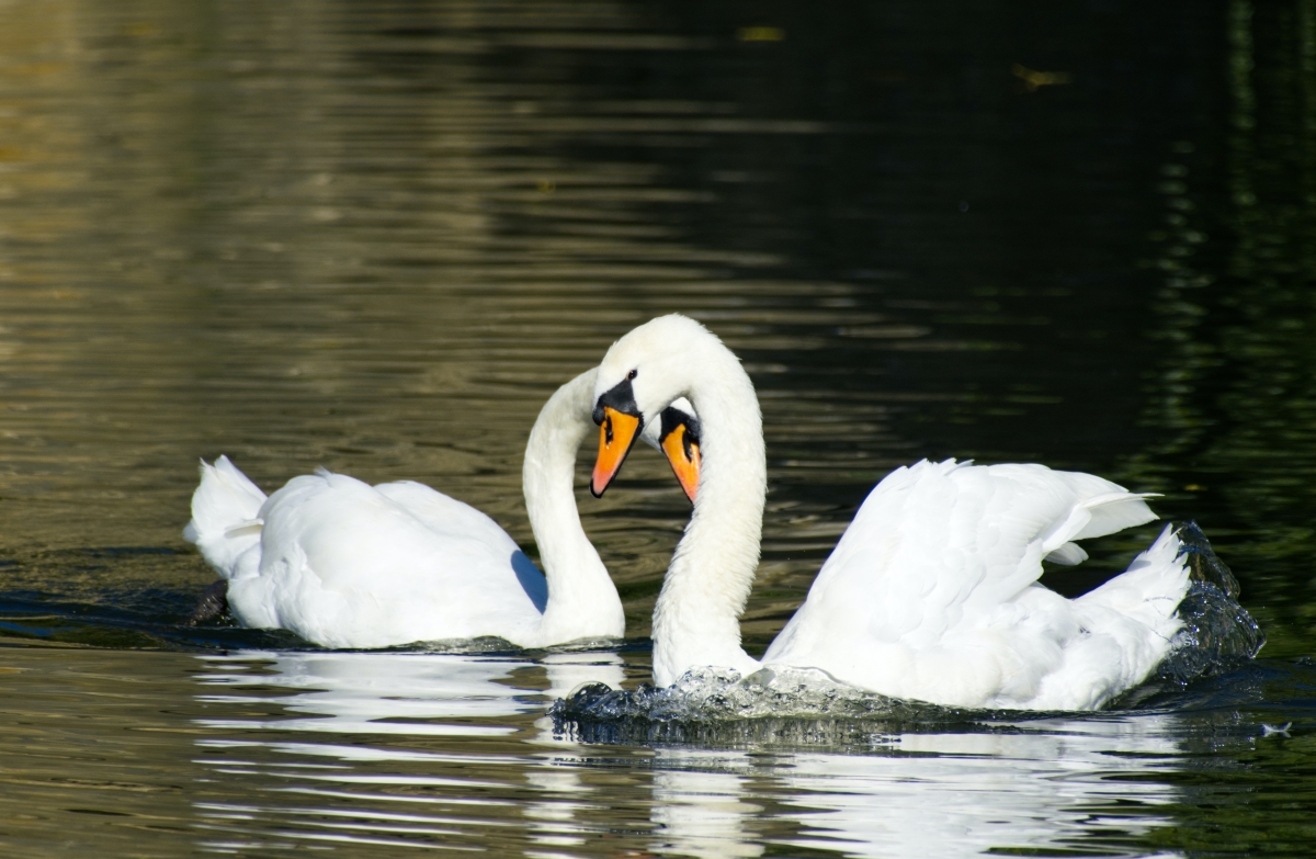 Exploring the Idyllic Cotswolds: Lechlade - CotswoldXL Magazine