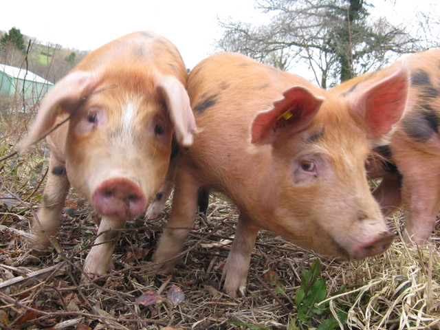 Creating resilient food systems