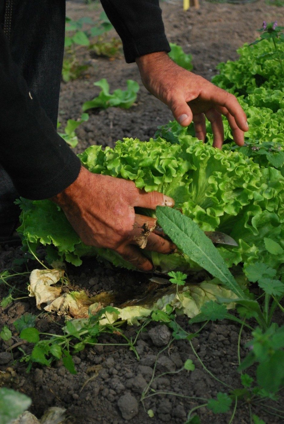 Can small-scale farming be sustainable?