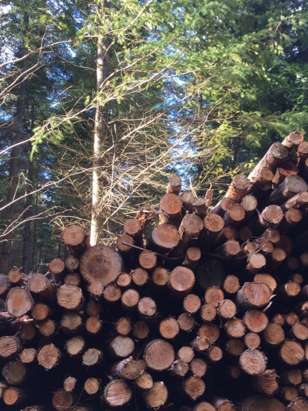 Seeing The Wood For The Trees