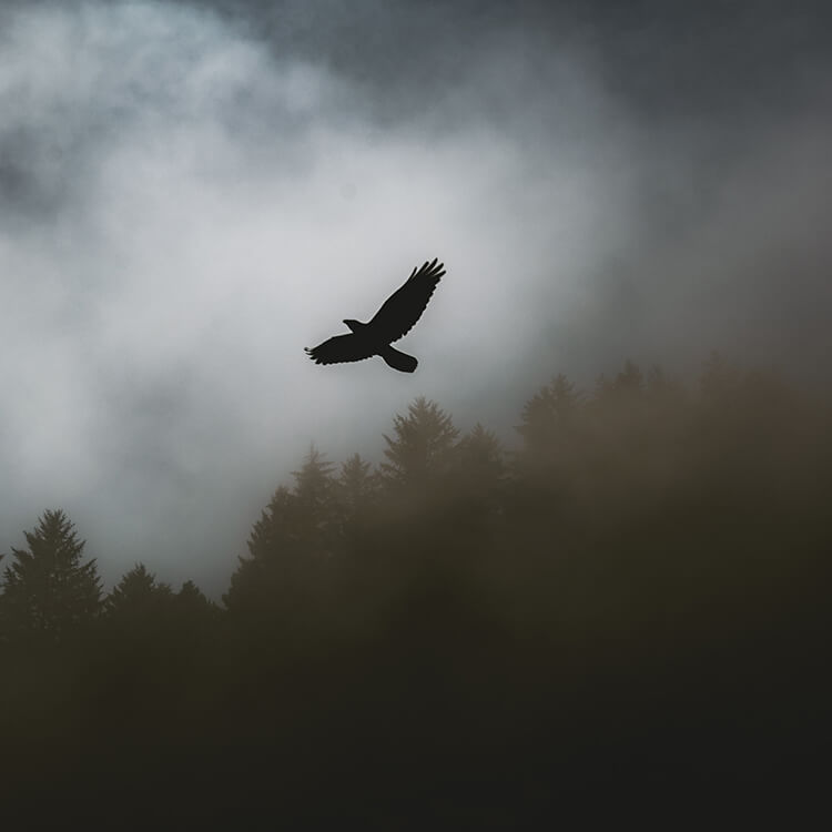 cusTOM FLOWERS - Floral Design für Events und Dekorationen by TOM FLOWERS