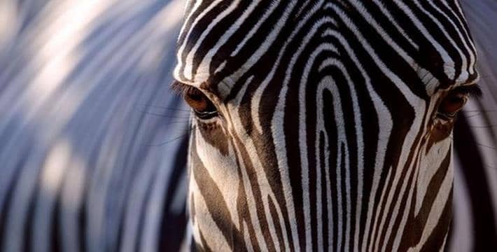 Why Do Zebra's Have Stripes?