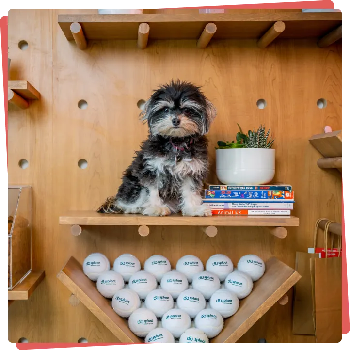 Veterinary Services in Denver, CO | Sploot Veterinary Care
