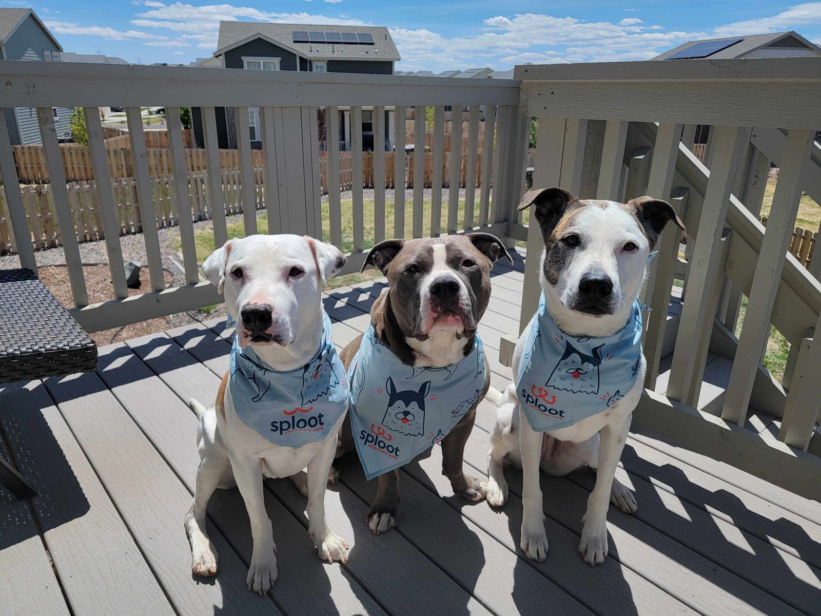 Veterinarian in Platt Park | Primary & Urgent Care | Sploot Veterinary Care