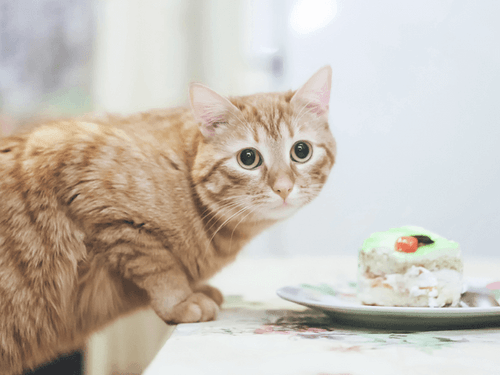 Top 10 Healthiest Human Foods That Cats Can Eat - Sploot Vets