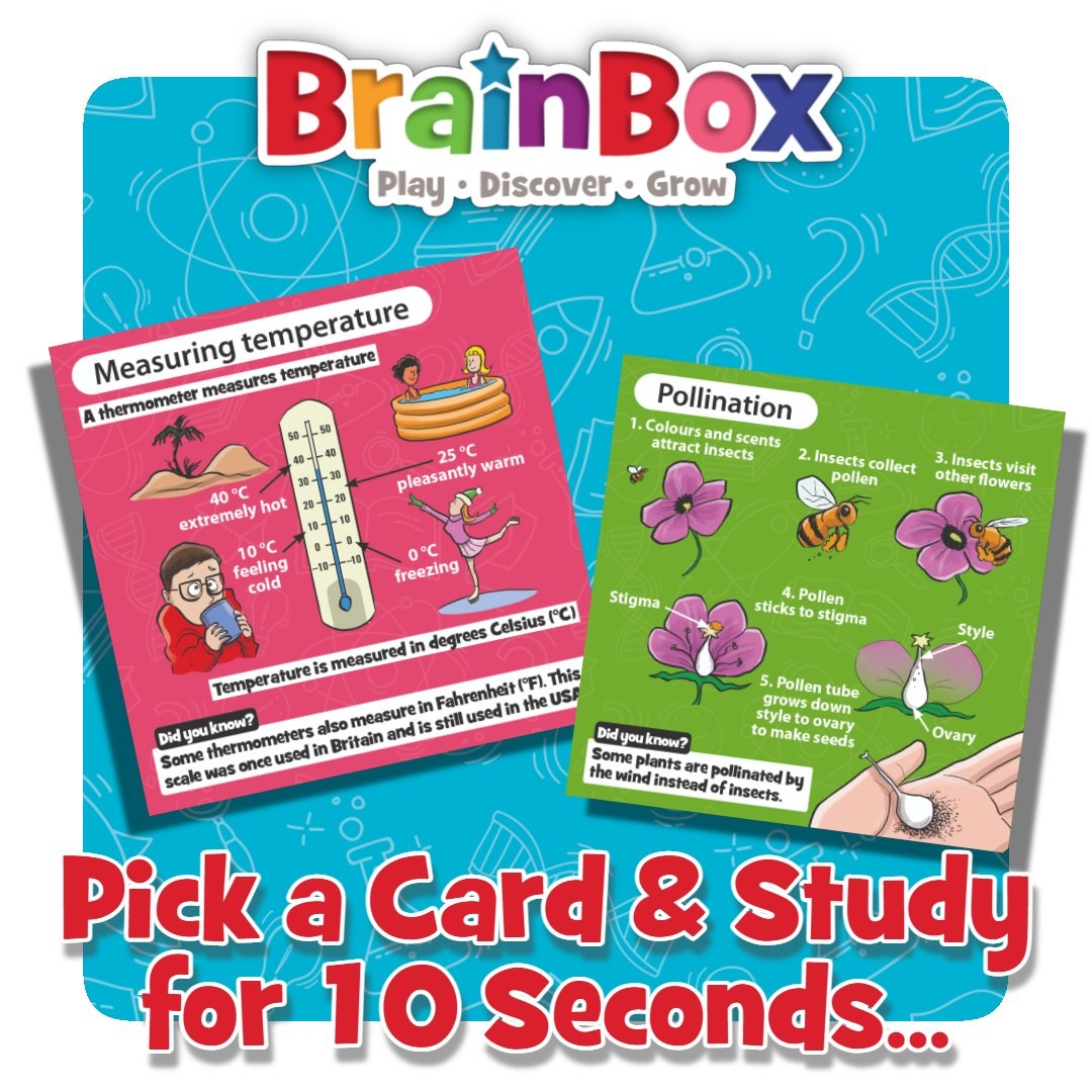 BrainBox