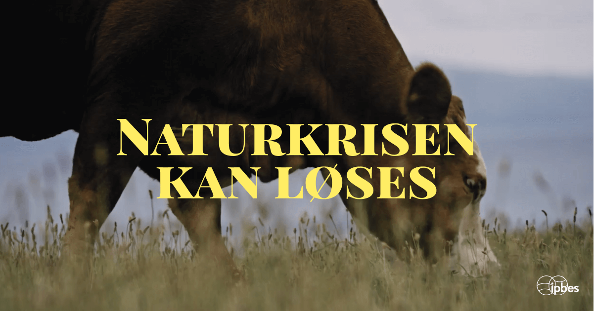 Dansk natur biodiversitetskrise | Naturkrisen kan løses | IPBES Danmark