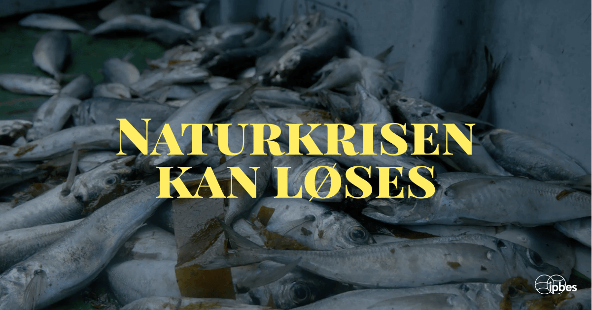 Dansk hav biodiversitetskrise - Løsninger | Naturkrisen kan løses | IPBES Danmark