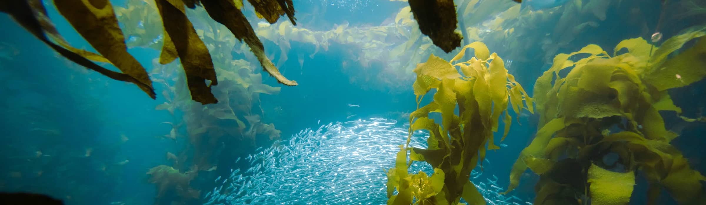 What Are Carbon Removal Technologies - Are they effective? | SKOOT