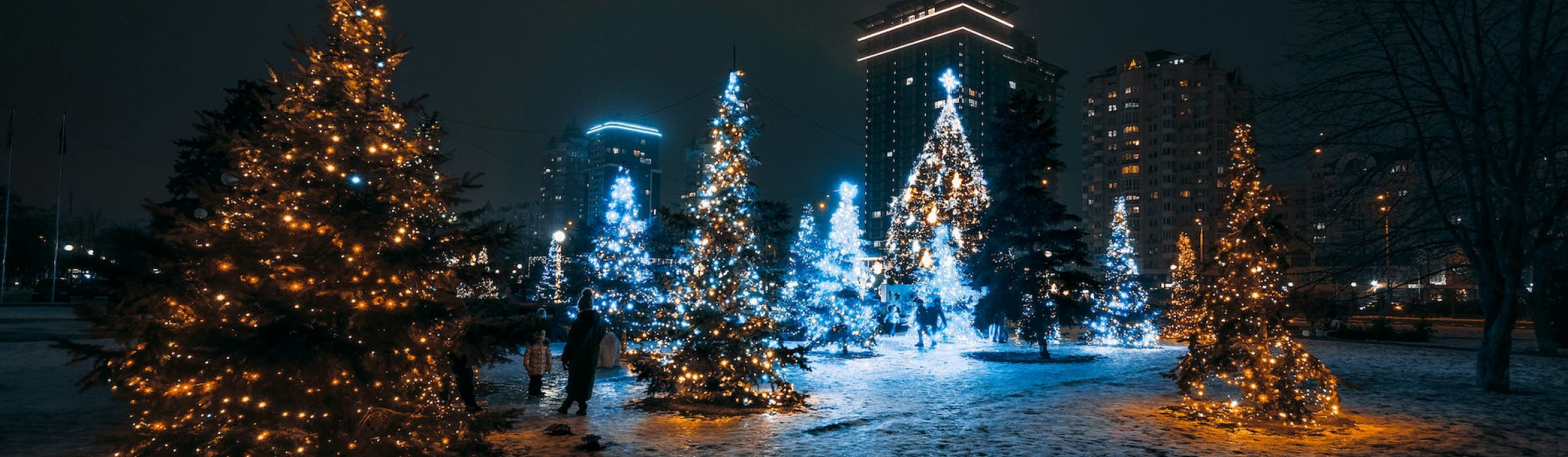 Real vs Fake Christmas Trees, What's More Responsible? ‍ | SKOOT