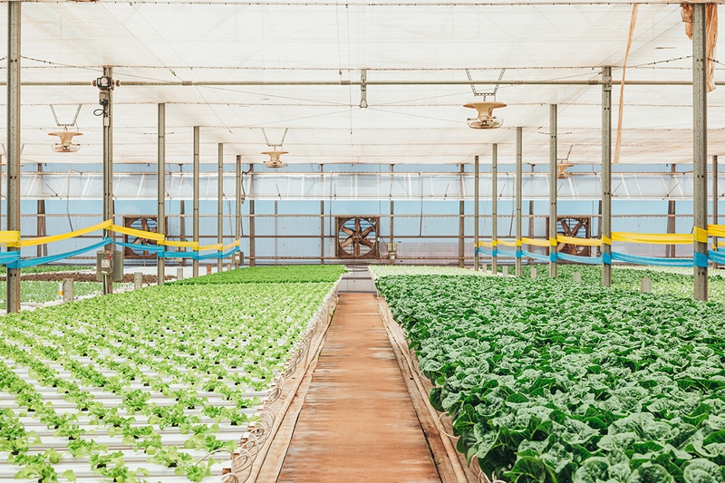 Our Story | Sensei Farms