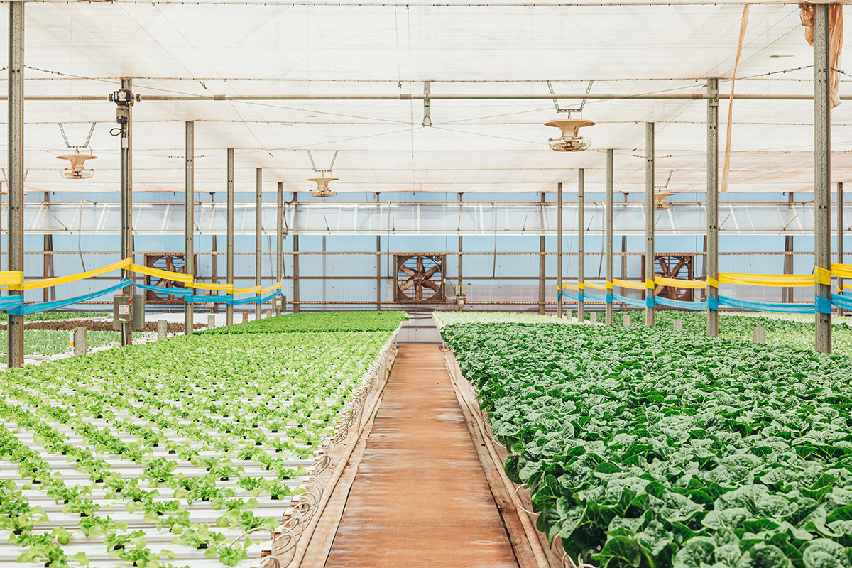 Our Story | Sensei Farms