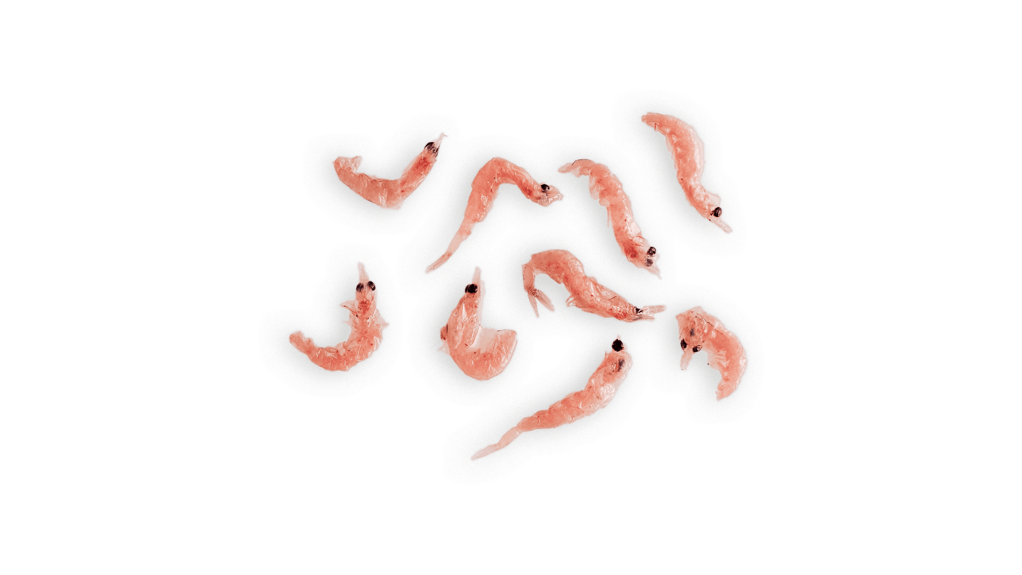 Monster Pet Food | Our ingredients