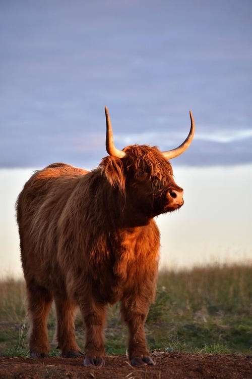 Australian Highland Cattle Society