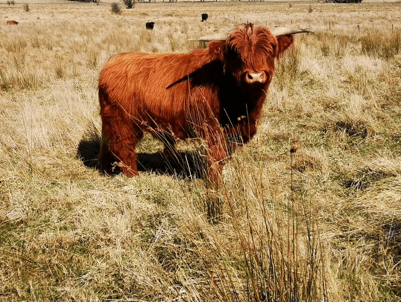 Classifieds - Australian Highland Cattle Society