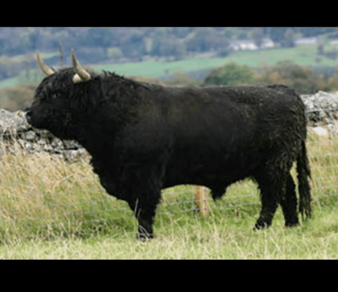 Classifieds - Australian Highland Cattle Society