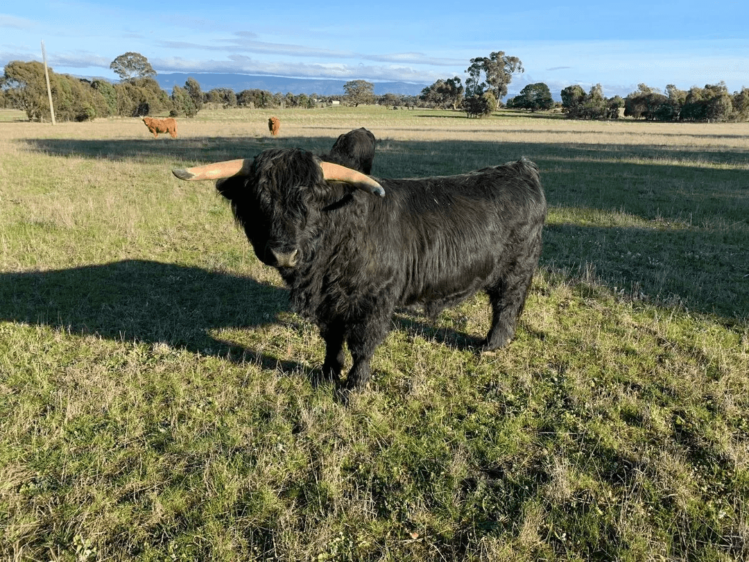 Classifieds - Australian Highland Cattle Society