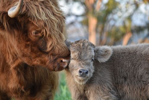 Our Breed - Australian Highland Cattle Society