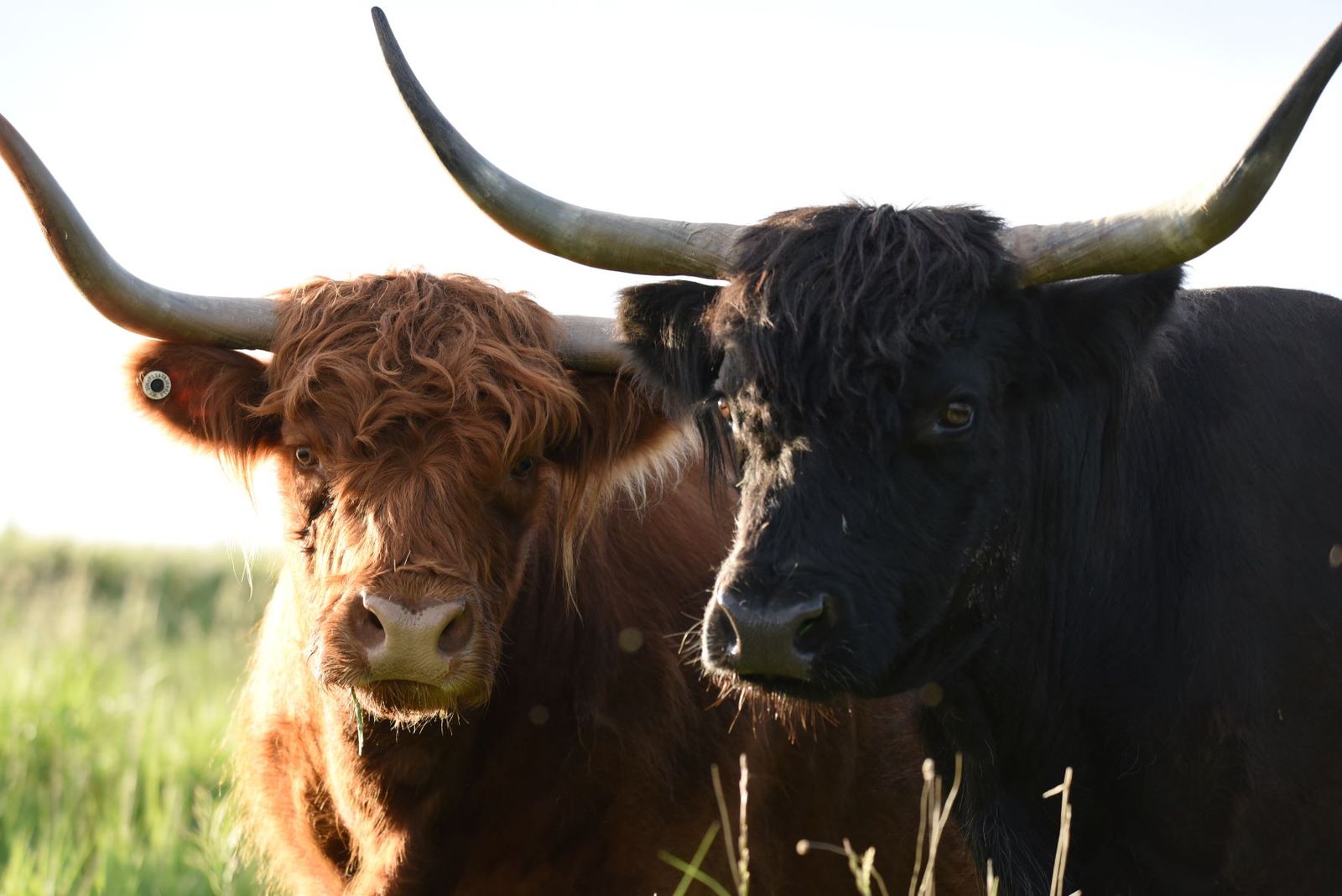 Our Breed - Australian Highland Cattle Society