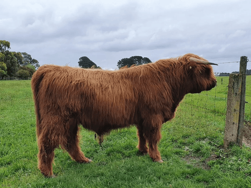 Classifieds - Australian Highland Cattle Society