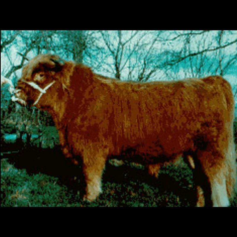 Classifieds - Australian Highland Cattle Society