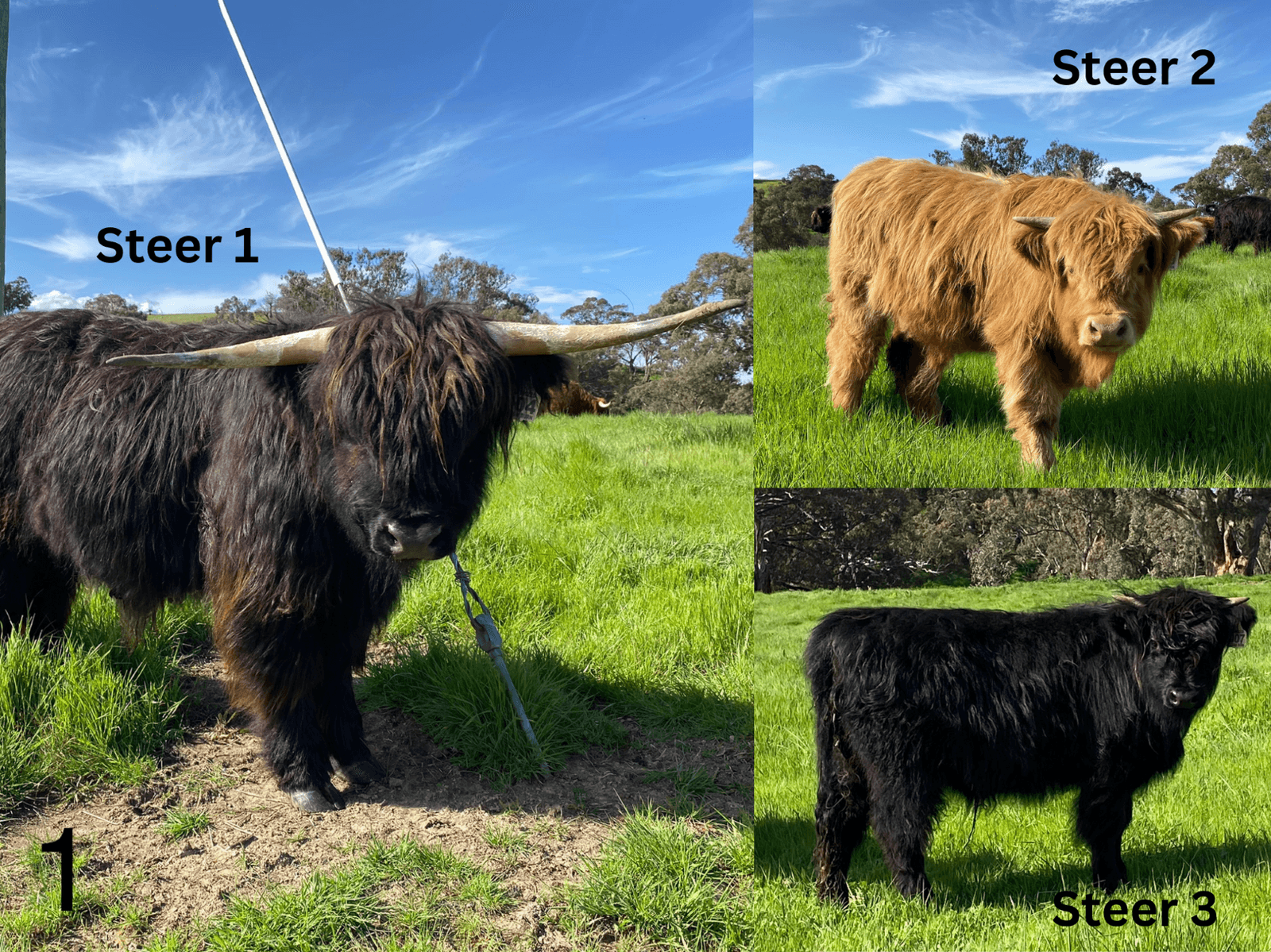 Classifieds - Australian Highland Cattle Society