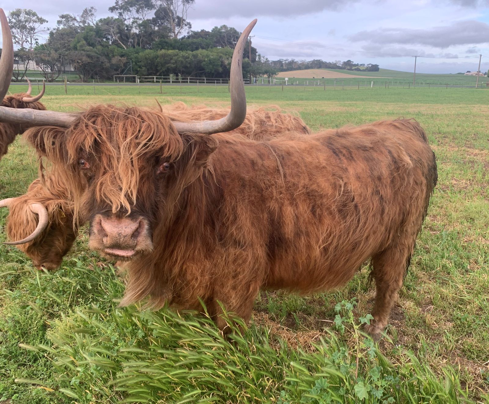 Classifieds - Australian Highland Cattle Society