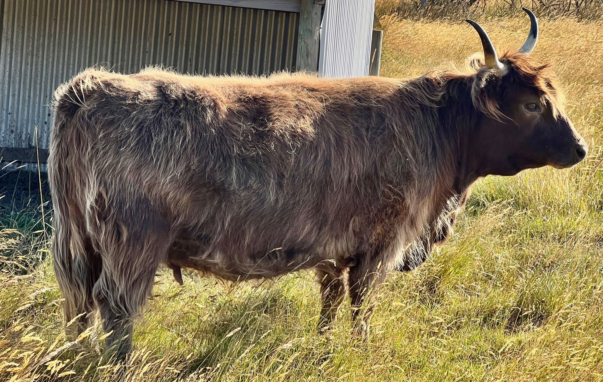 Classifieds - Australian Highland Cattle Society