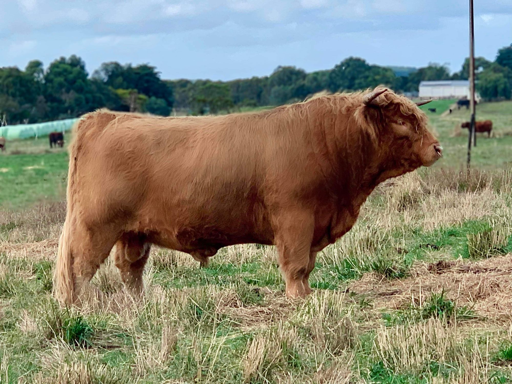 Classifieds - Australian Highland Cattle Society