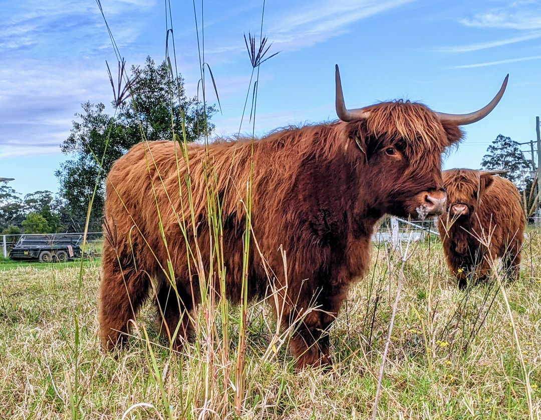 Classifieds - Australian Highland Cattle Society