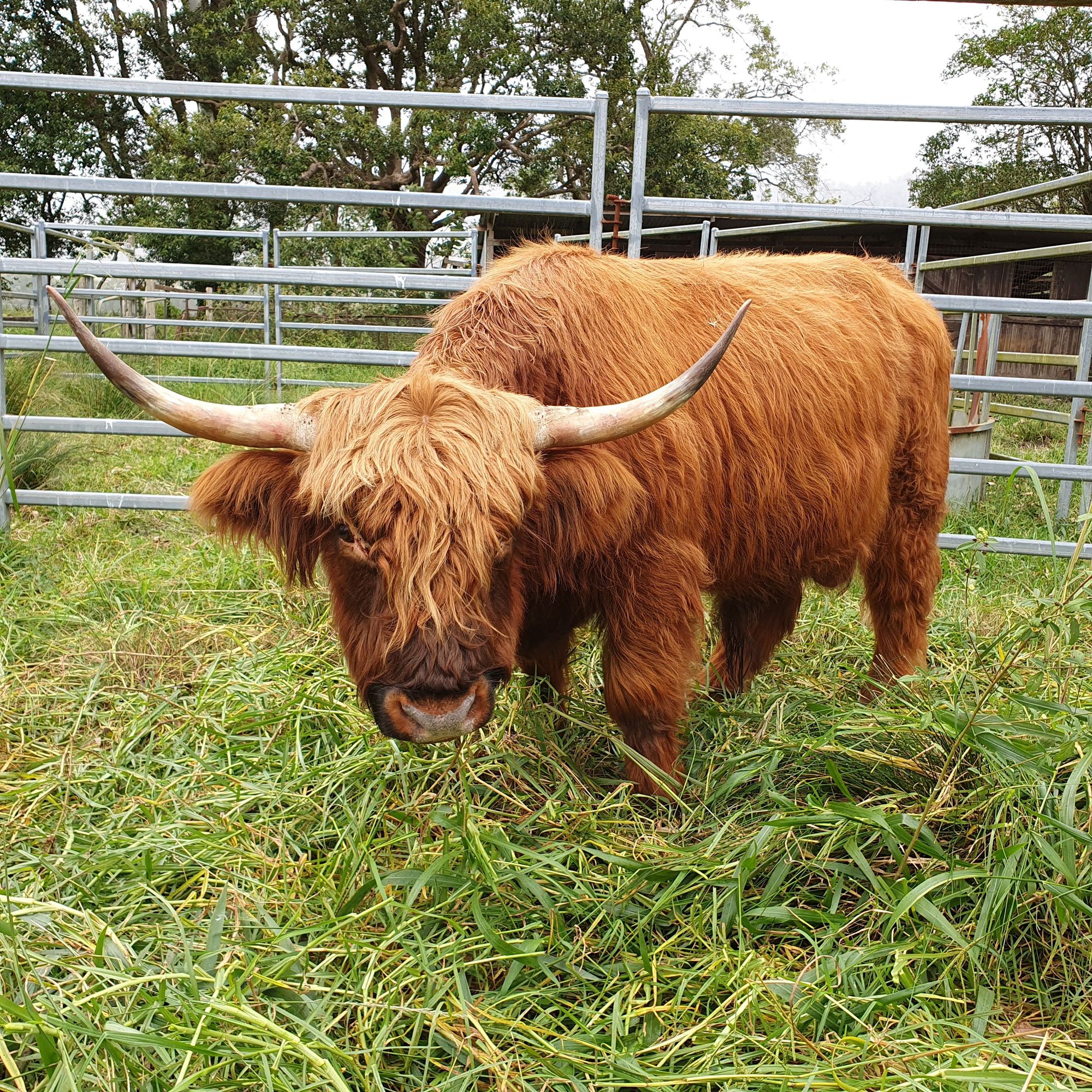 Classifieds - Australian Highland Cattle Society