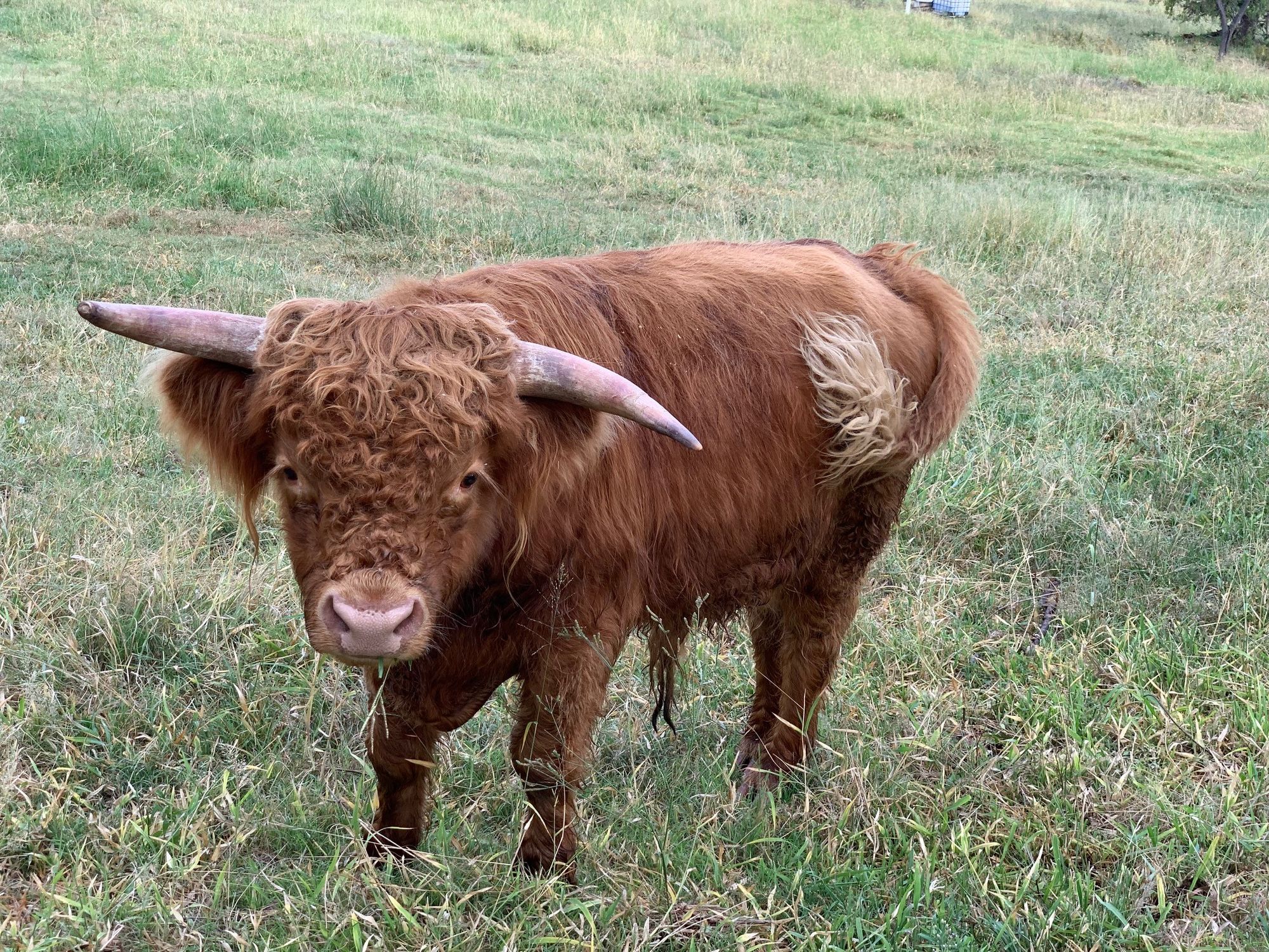 Classifieds - Australian Highland Cattle Society