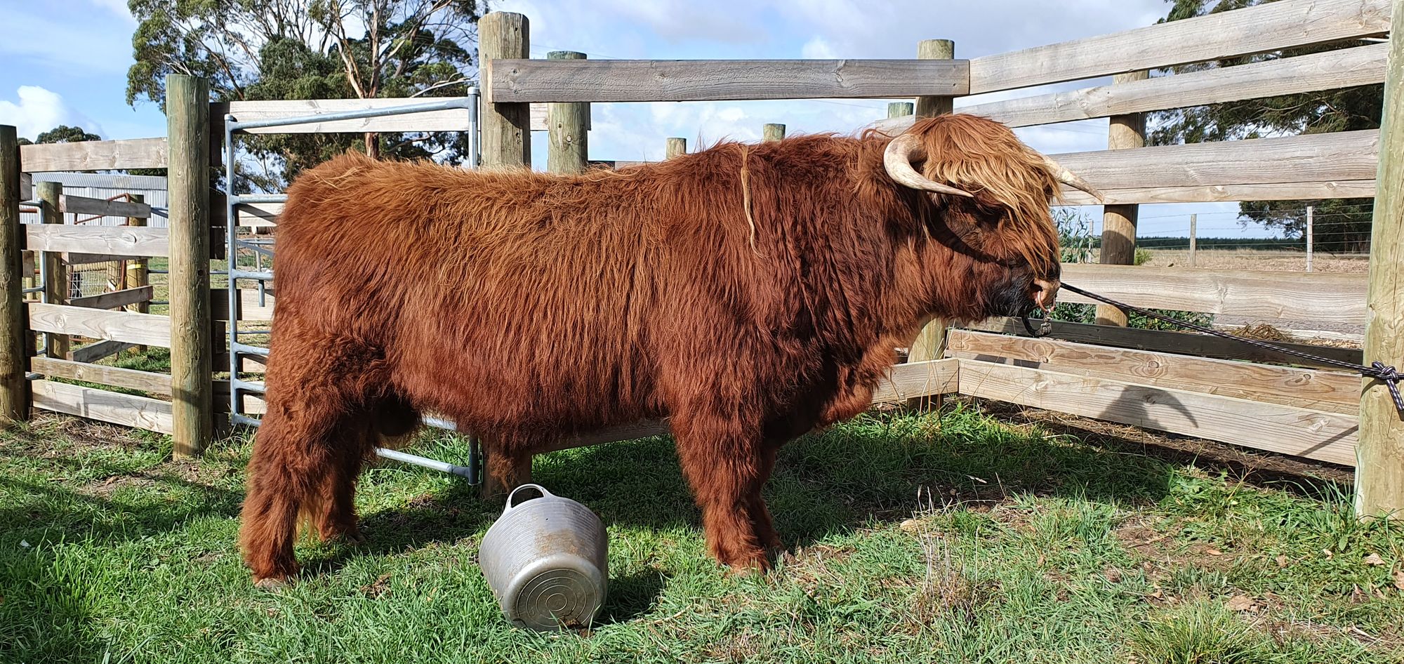 Classifieds - Australian Highland Cattle Society