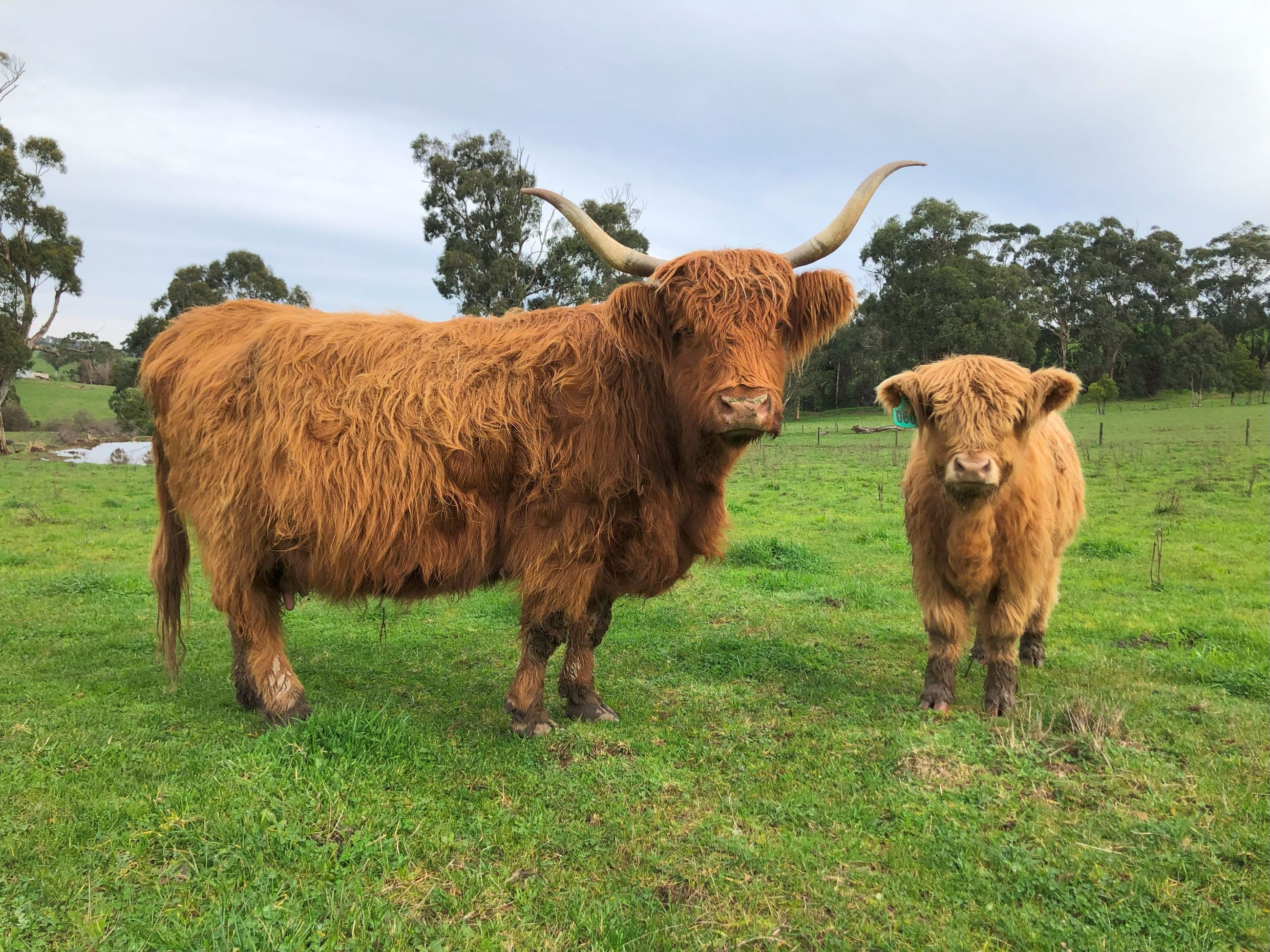 Classifieds - Australian Highland Cattle Society