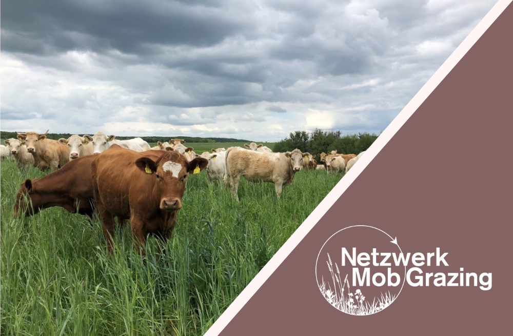 Netzwerk Mob Grazing