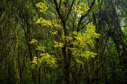 Data Analytics for Nature-based Solutions - Digital MRV