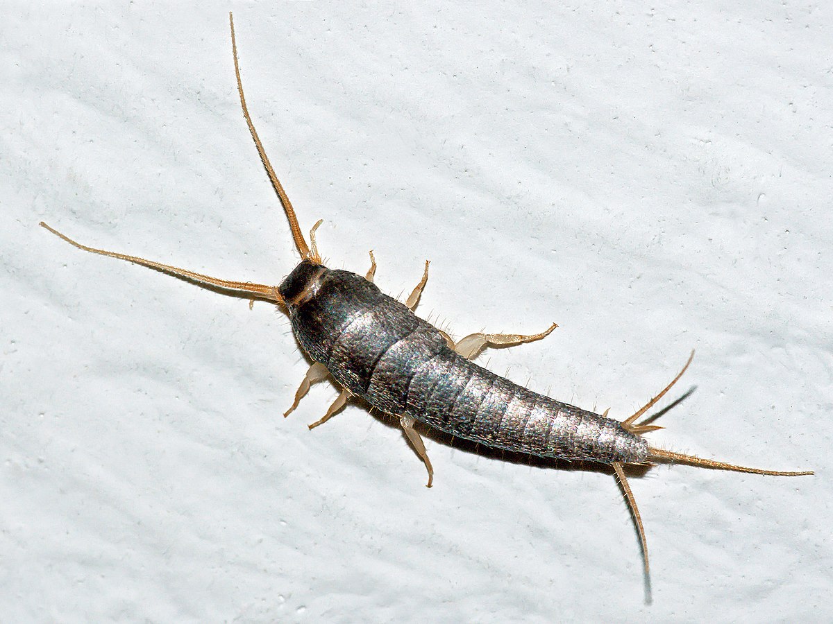Silverfish: What You Need to Know - Alta Pest Control