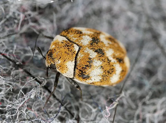 Understanding Carpet Beetles - Alta Pest Control