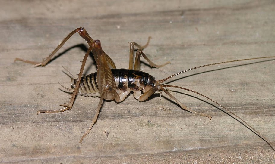Everything You Need To Know About Spider Crickets - Alta Pest Control