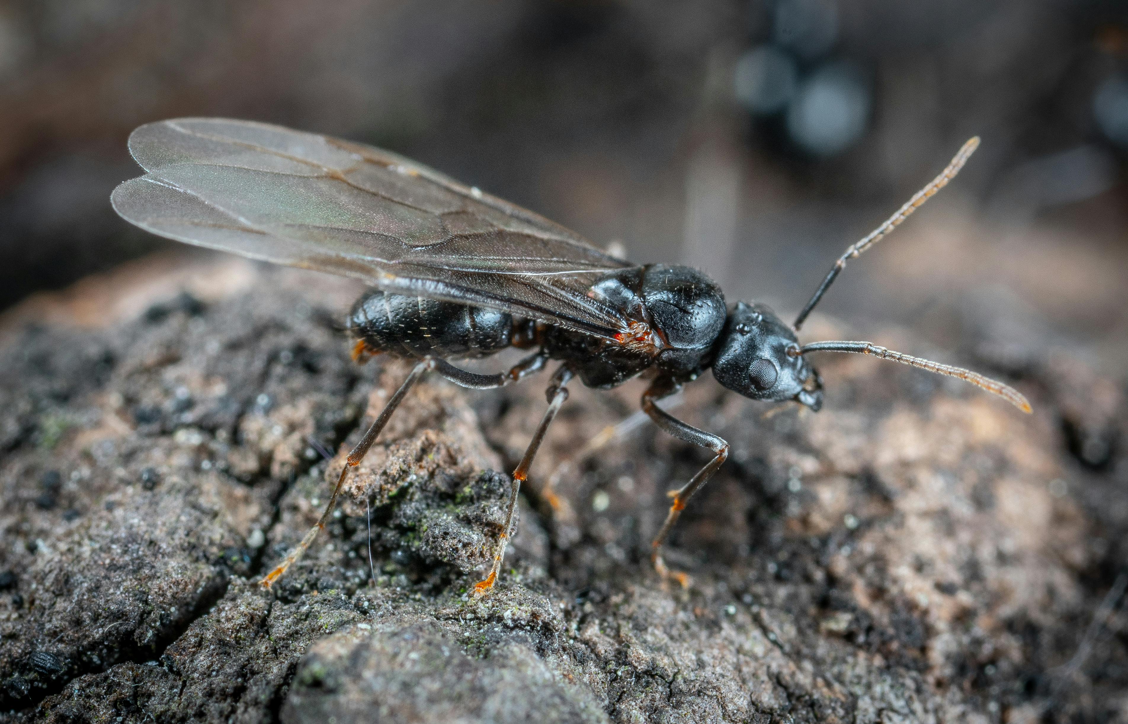 Identify Where Flying Ants Are Coming From - Alta Pest Control